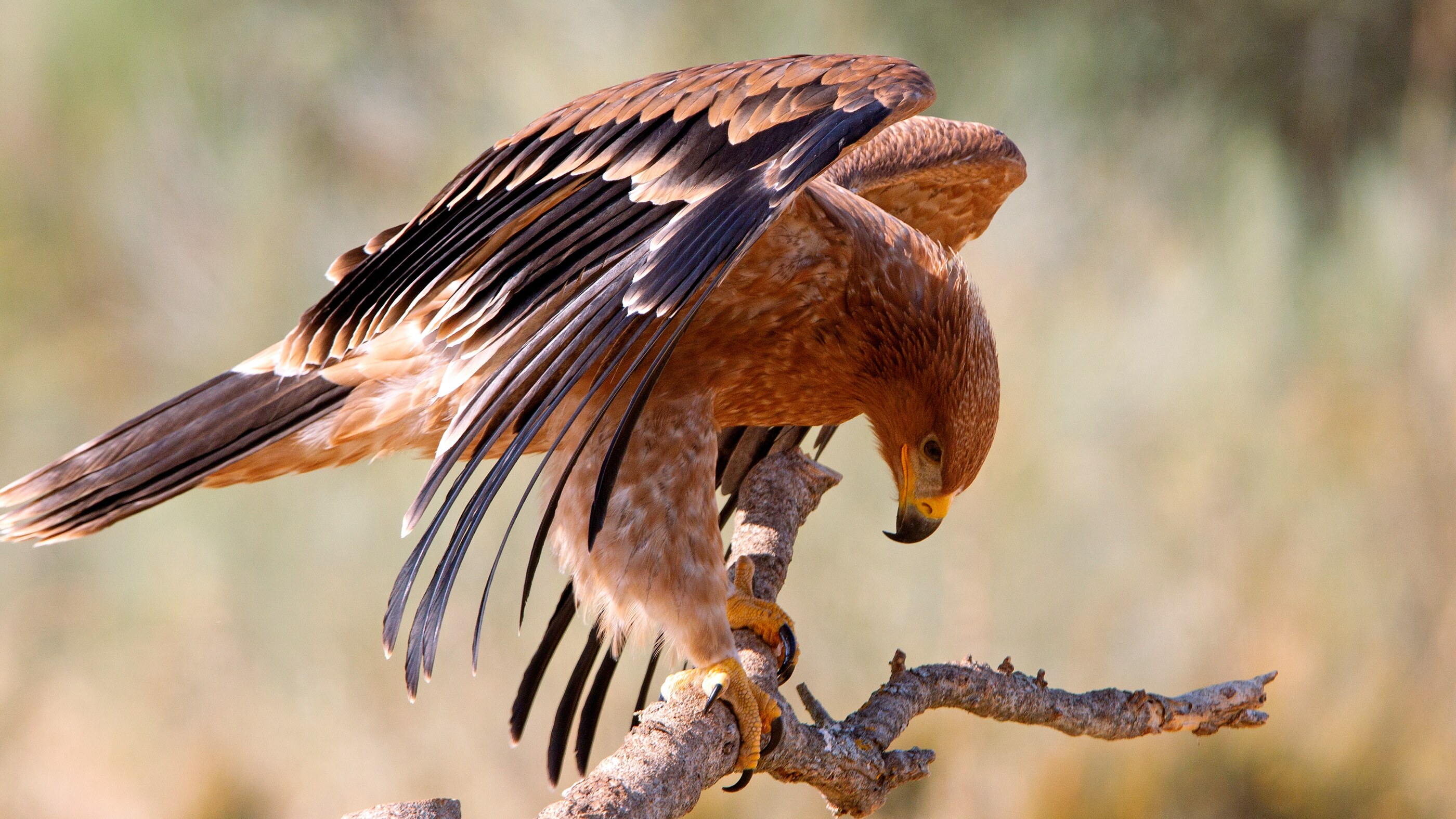 The Spanish Imperial Eagle – Costa Ballena Golf & Beach Resort